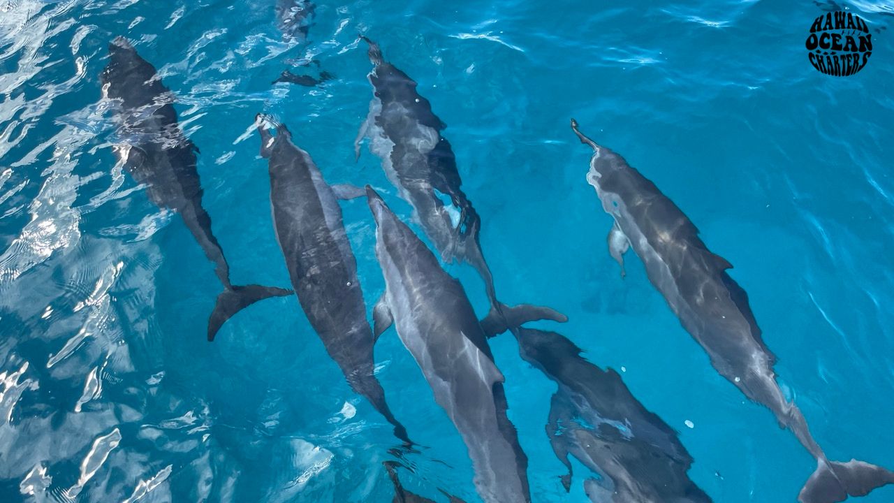 What Should First-timers Expect from Hawaii Adventure Tours on the ...